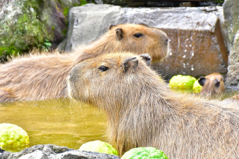 Trào lưu xem capybara tắm nước nóng ở Nhật Bản